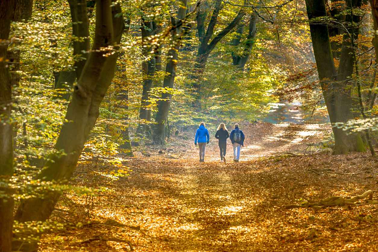 Fall Colors, Fall Hikes: Enjoying Nature Safely with Arthritis